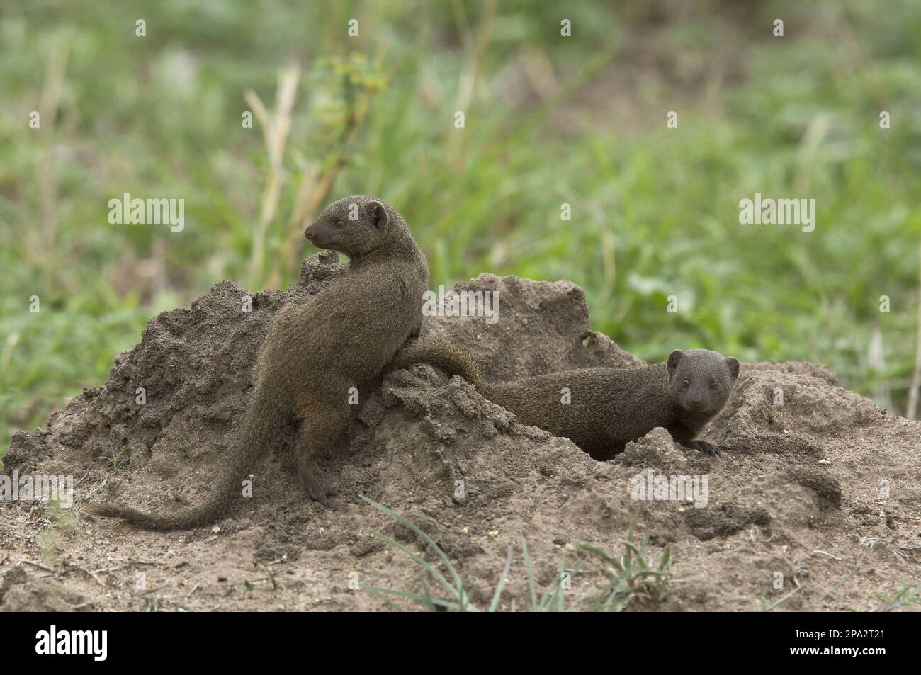 Dwarf mongoose female hi-res stock photography and images - Alamy