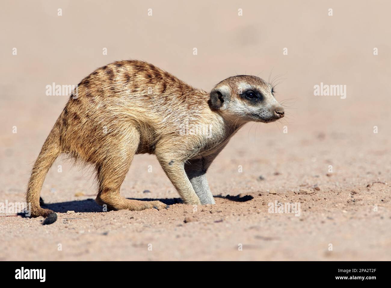 Meerkat (Suricata suricatta) adult, digging in sand for food, Kalahari ...