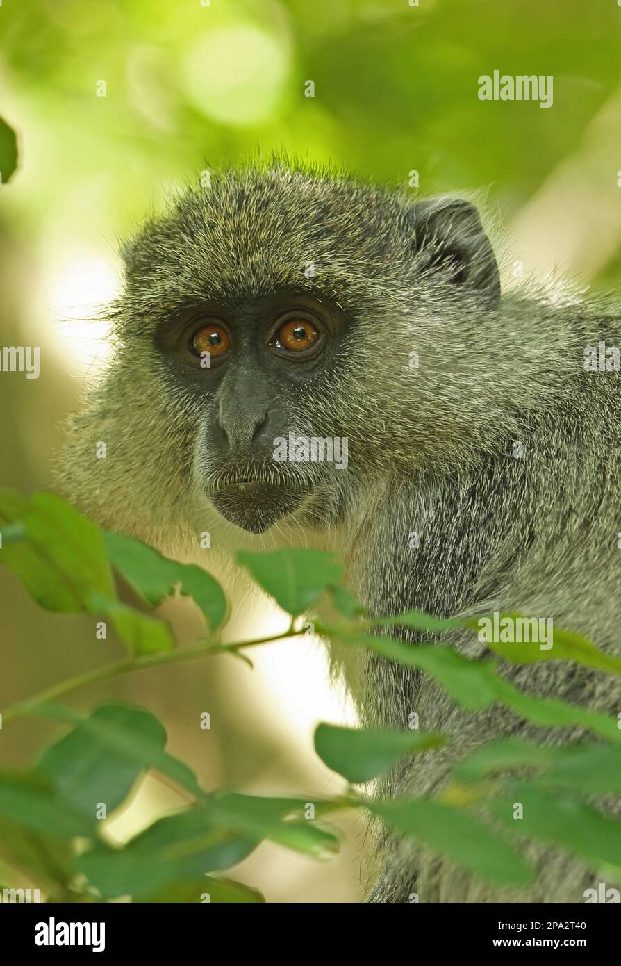 White lipped monkey hi-res stock photography and images - Alamy