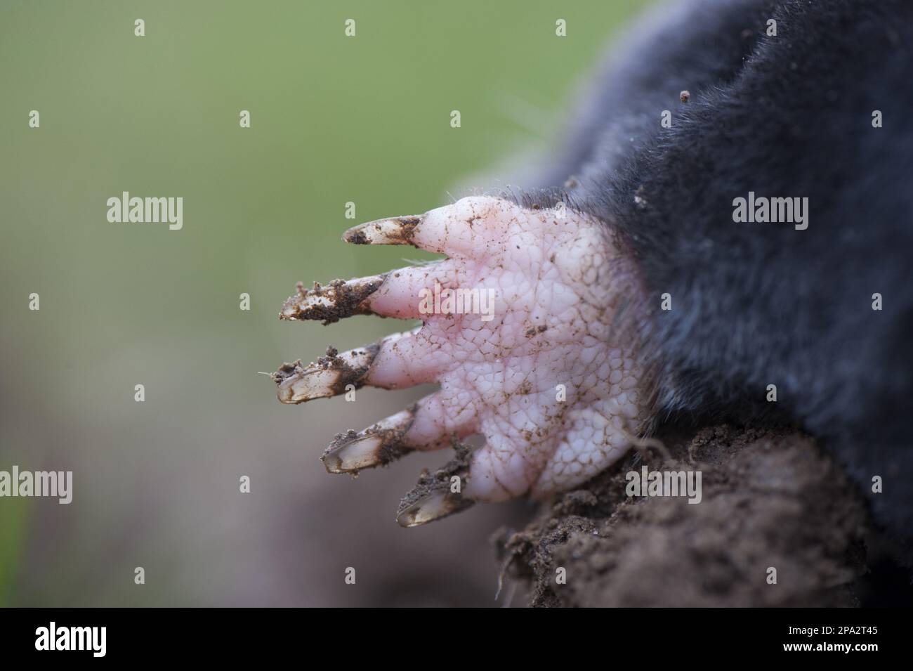European mole, european moles (Talpa europaea), Insectivores, Mammals ...