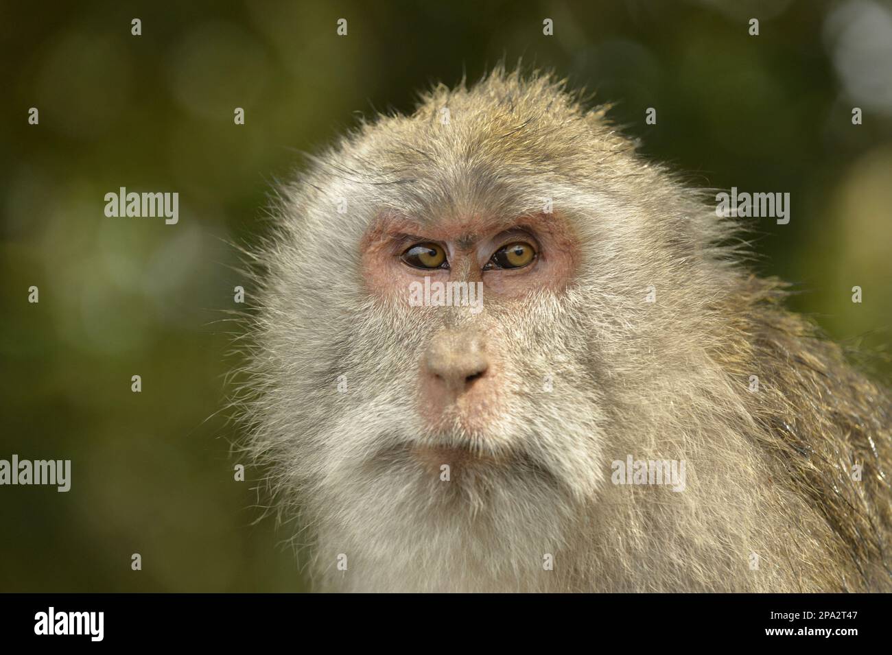 Crab-eating macaques (Macaca fascicularis), Javanese monkeys, Long ...