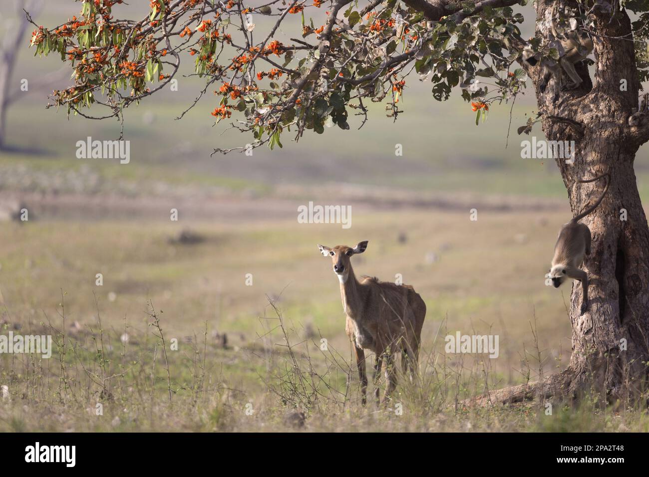Nilgai (Boselaphus tragocamelus) adult female, standing next to adult ...