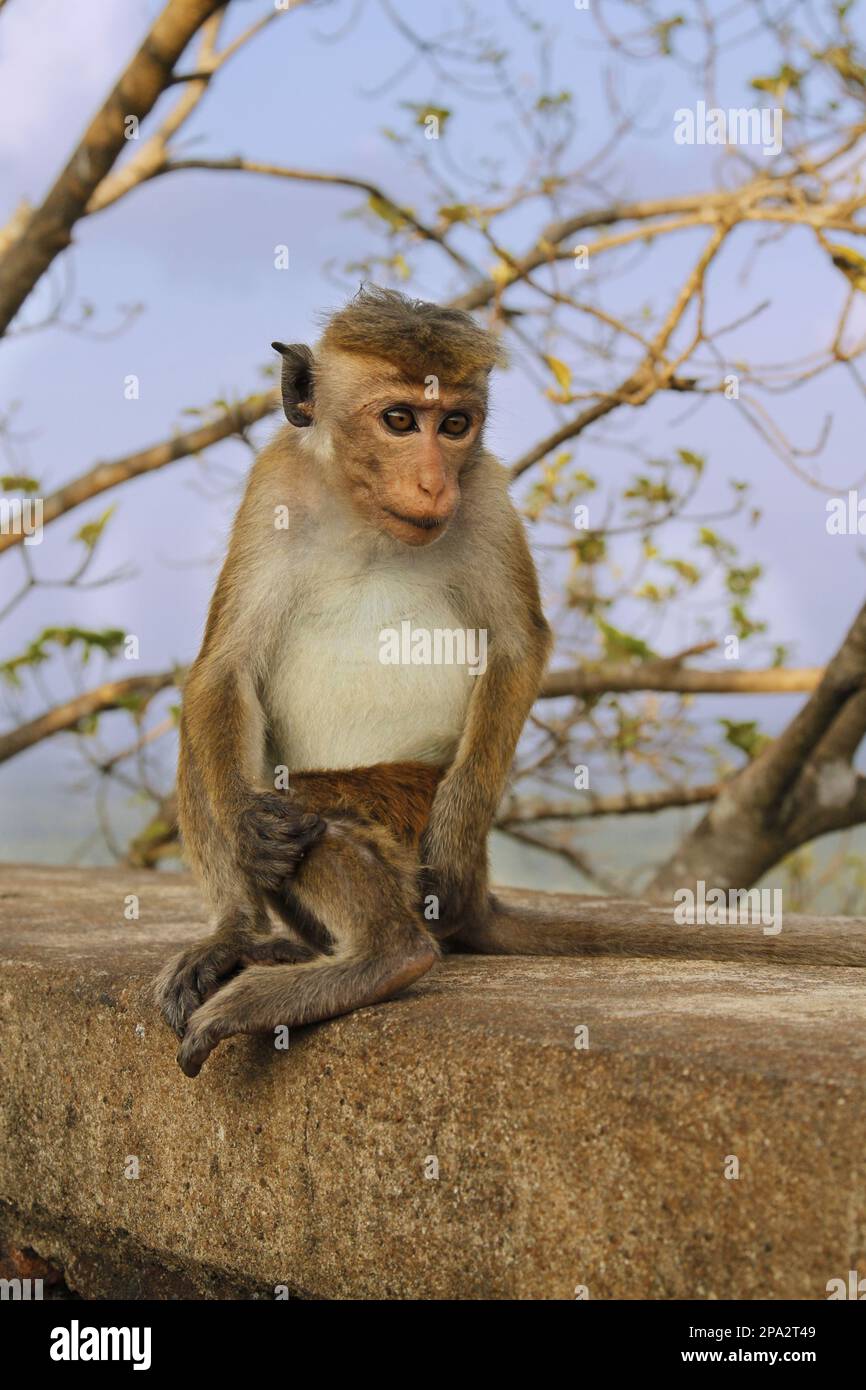 Toque Macaque (Macaca sinica sinica) immature, sitting on wall ...