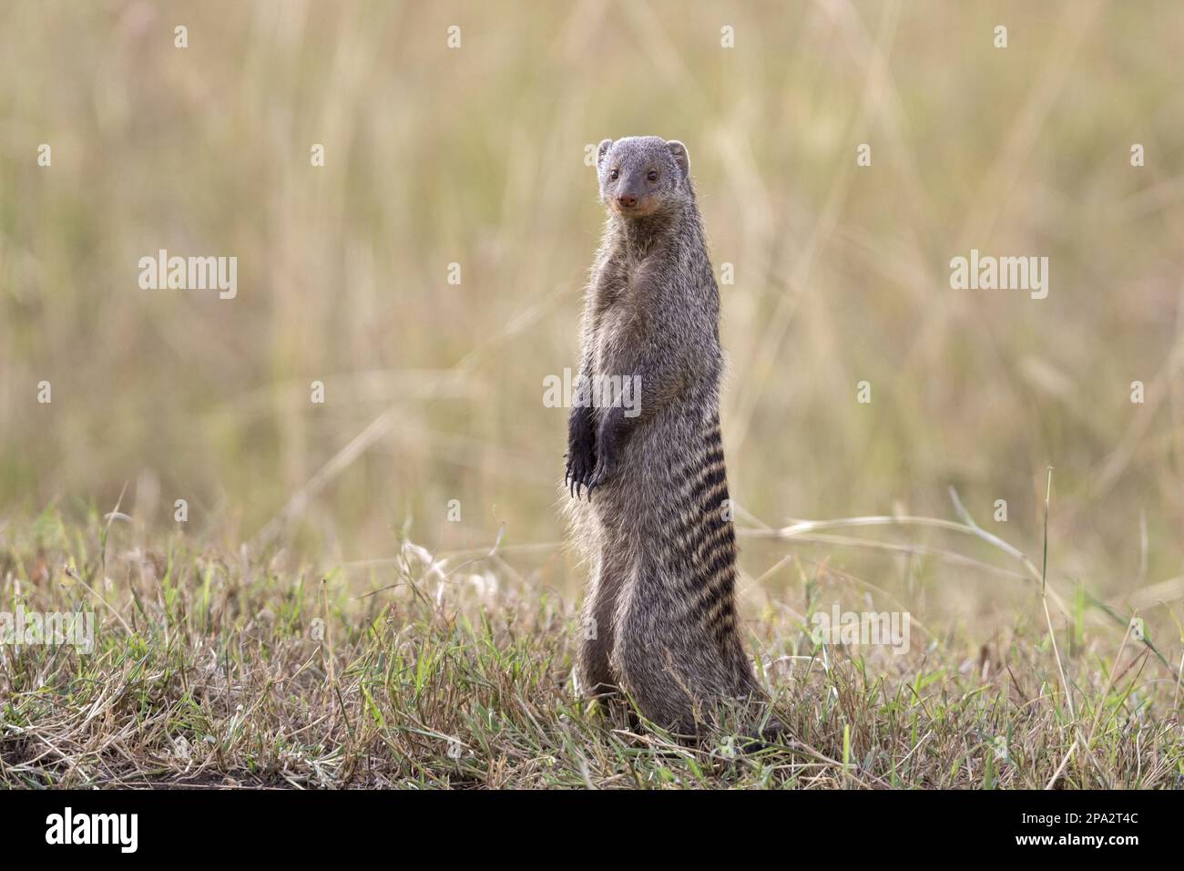 Banded mongoose (Mungos mungo), adult, standing on hind legs in ...