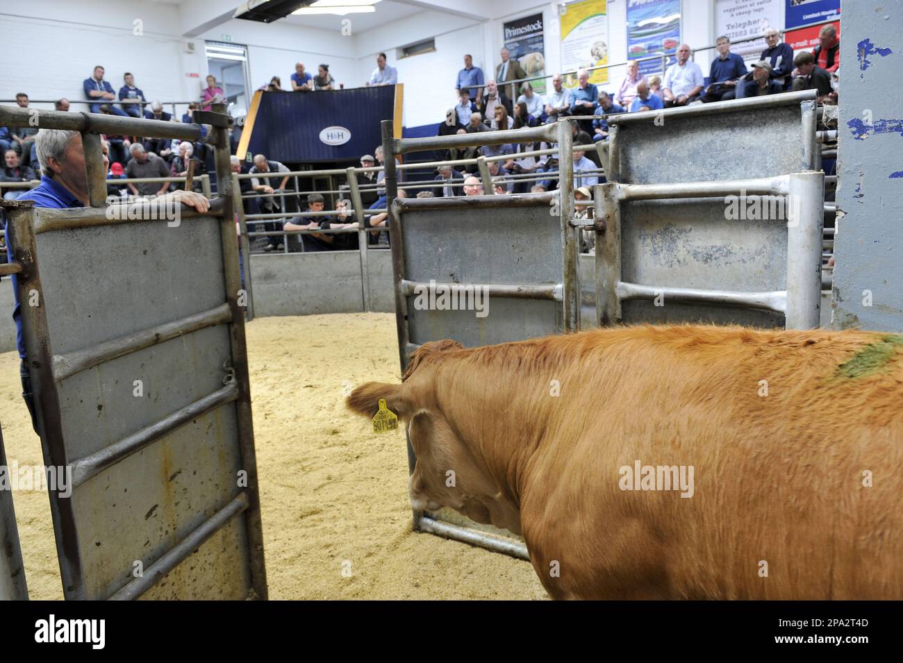 Cattle market, cattle enter the auction ring, Cumbria, England, United ...