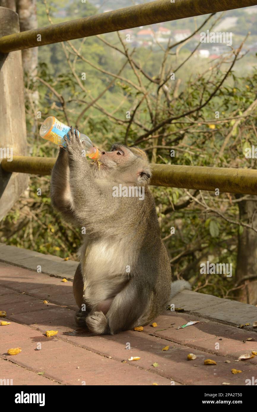 Crab-eating macaques (Macaca fascicularis), Javanese monkeys, Long-tailed macaque, Monkeys ...