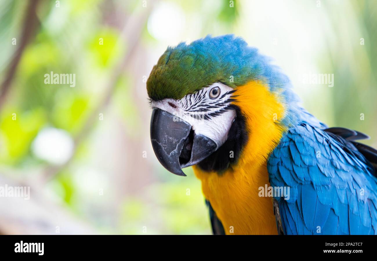 beautiful Blue-and-Yellow Macaw in rainforest Stock Photo - Alamy