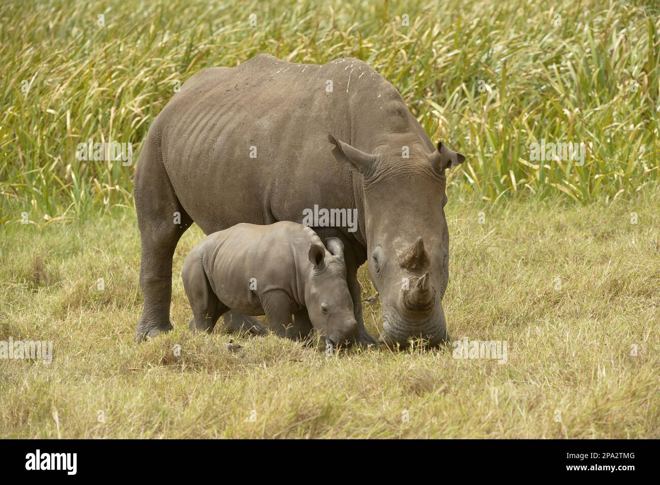 White rhinoceroses (Ceratotherium simum), white rhinoceros, ungulates ...