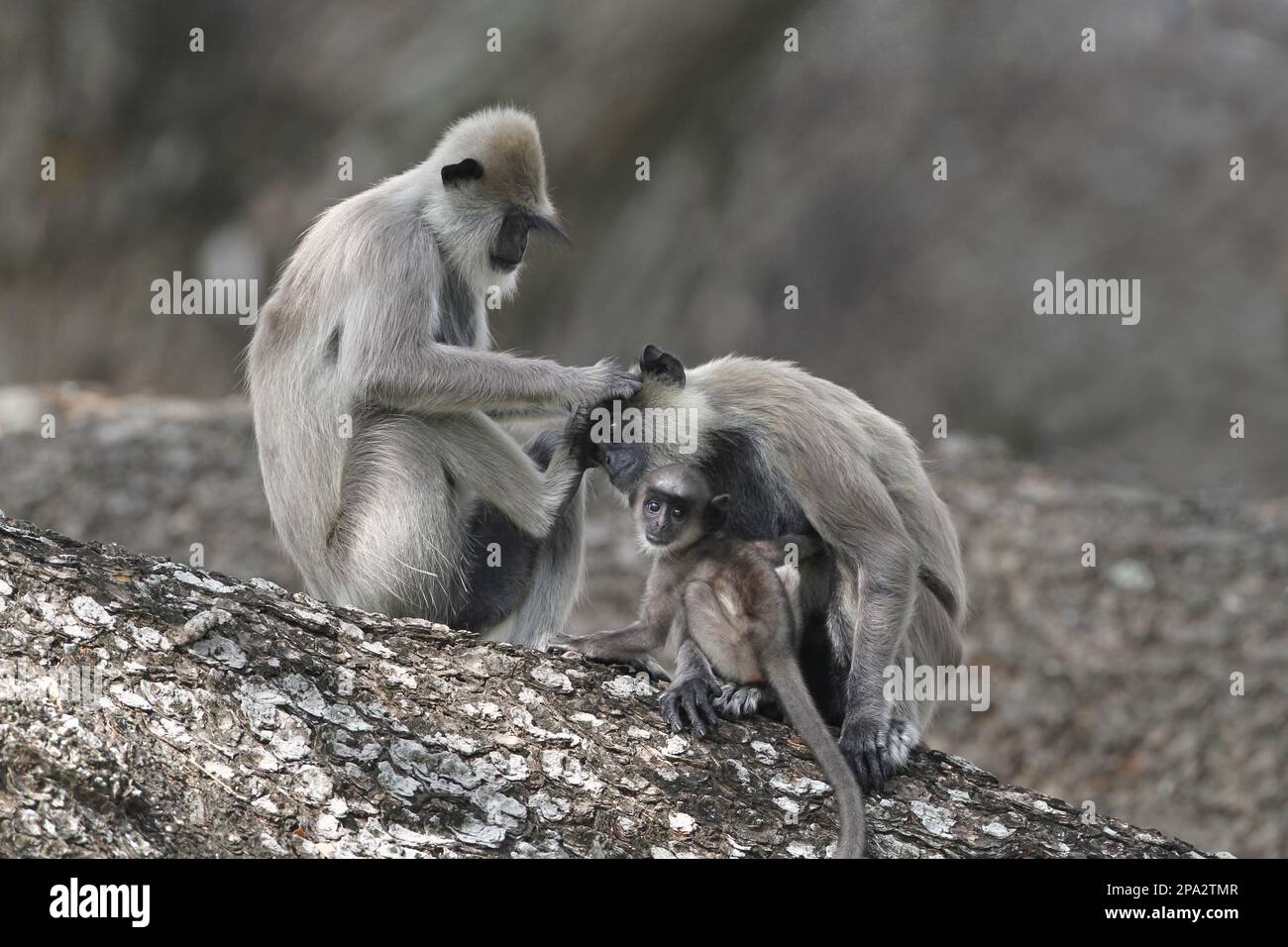 Tufted Grey Langur (Semnopithecus priam thersites) two adult females ...