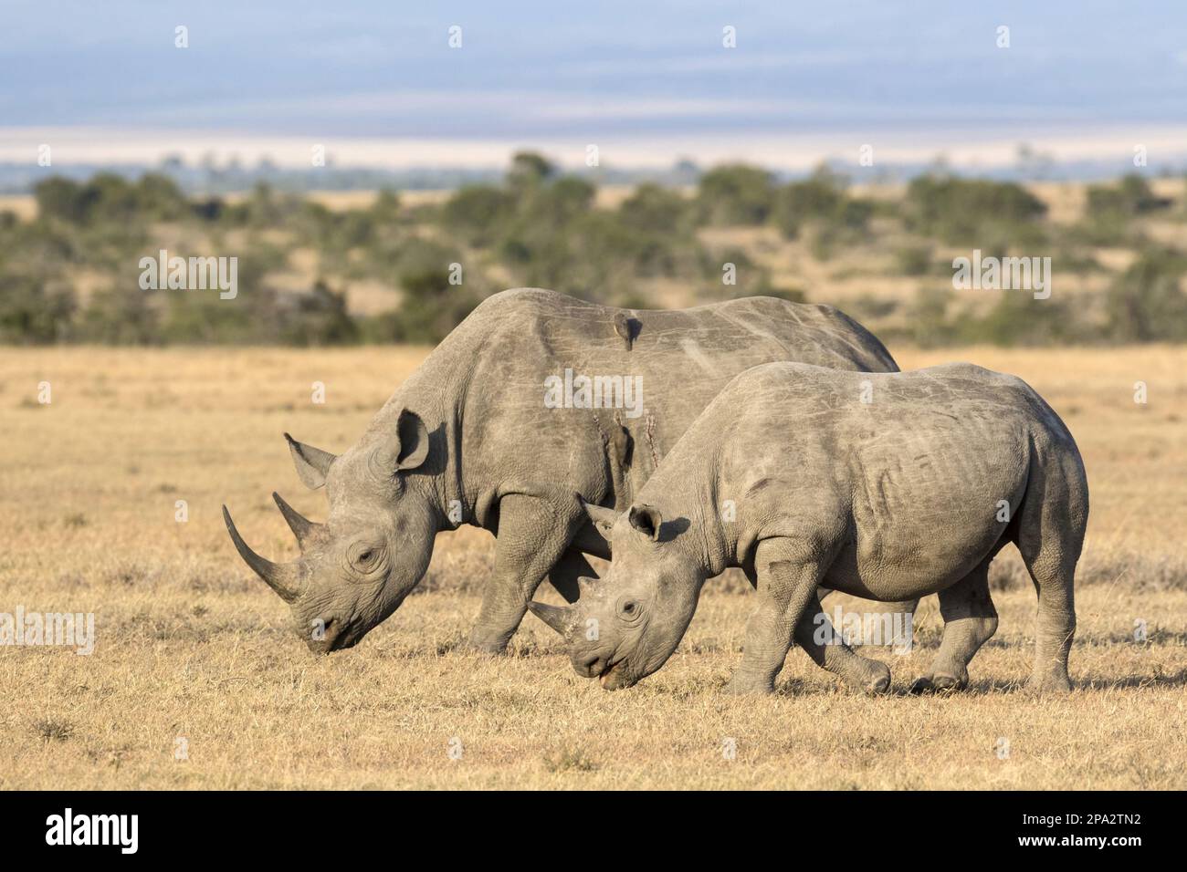 Black rhinoceroses (Diceros bicornis), ungulates, rhinoceroses ...
