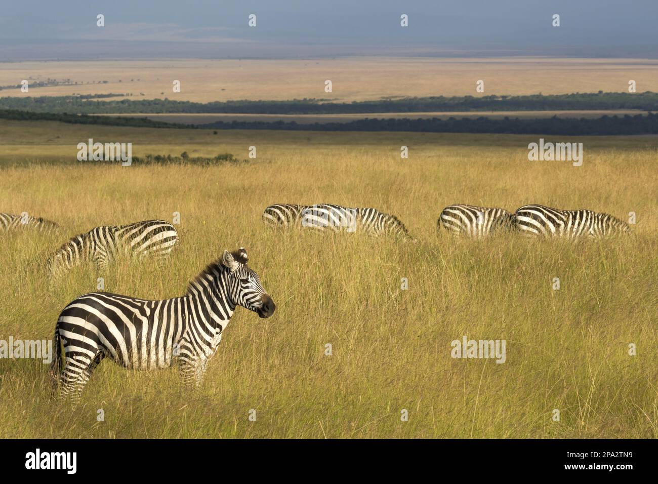 Boehmi, Boehm's zebra, Plains Zebra (Equus burchellii), Grant's zebra ...
