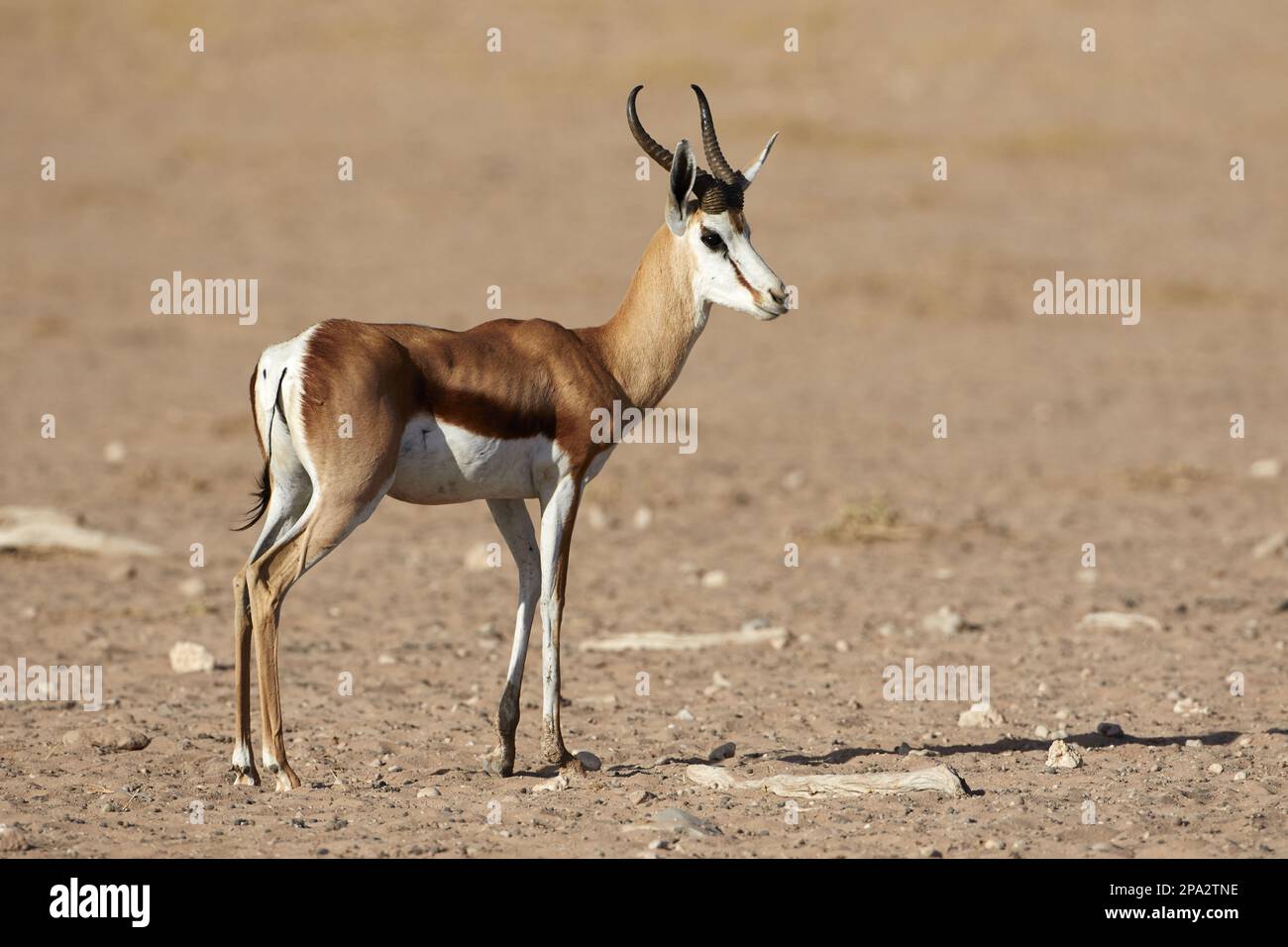 Springbok (Antidorcas marsupialis) adult male, standing, Kalahari ...