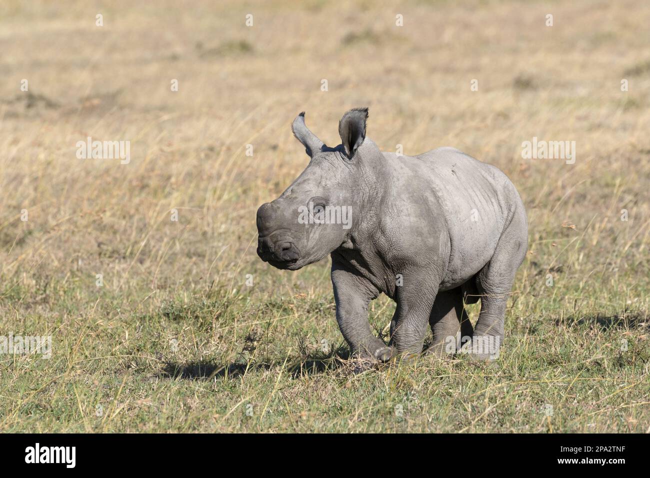 White rhinoceroses (Ceratotherium simum), white rhinoceros, white ...