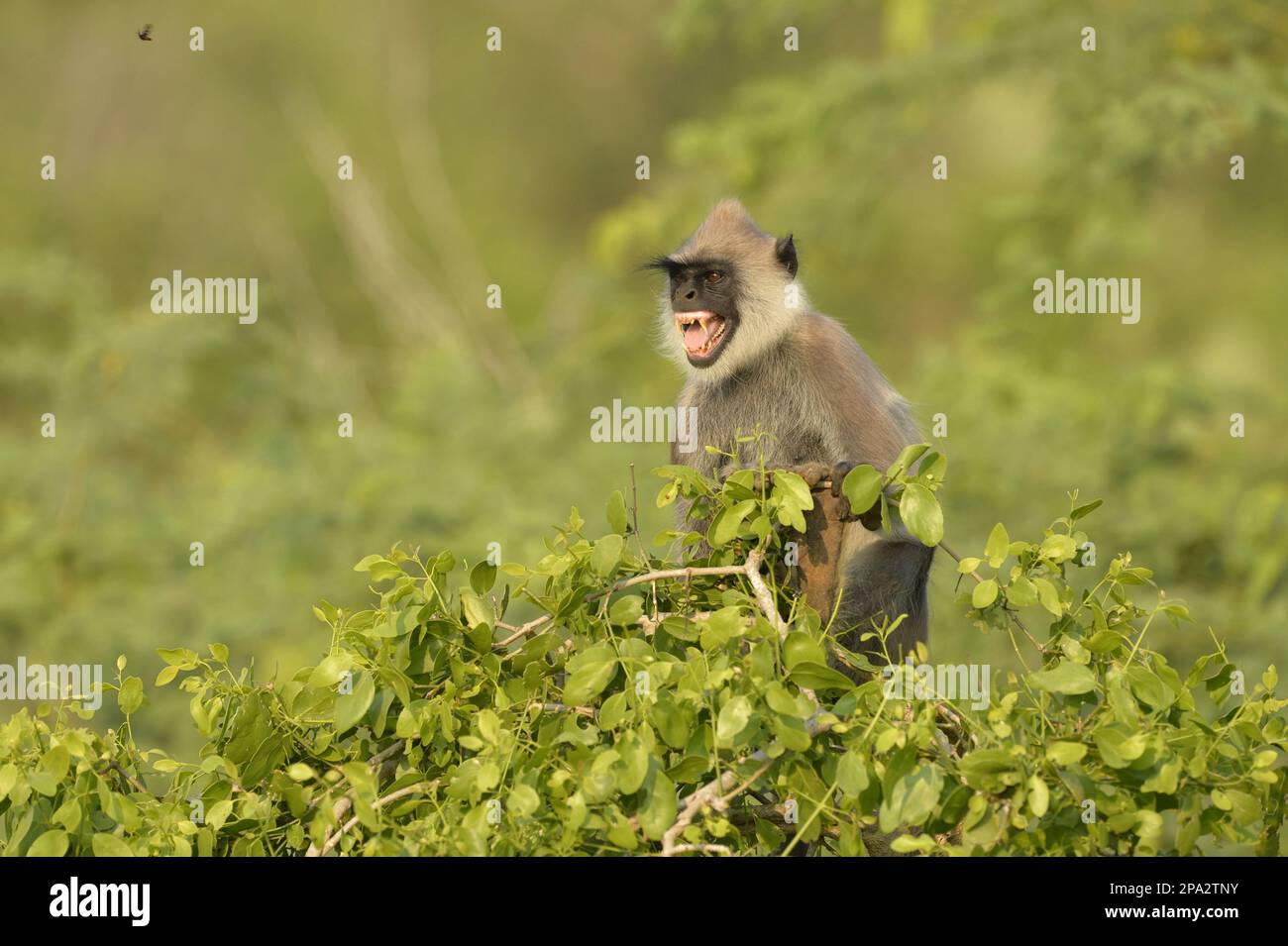 Adult grey bush langur (Semnopithecus priam thersites), teeth in ...