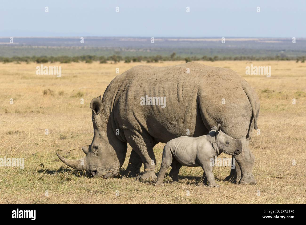 White rhinoceroses (Ceratotherium simum), white rhinoceros, ungulates ...