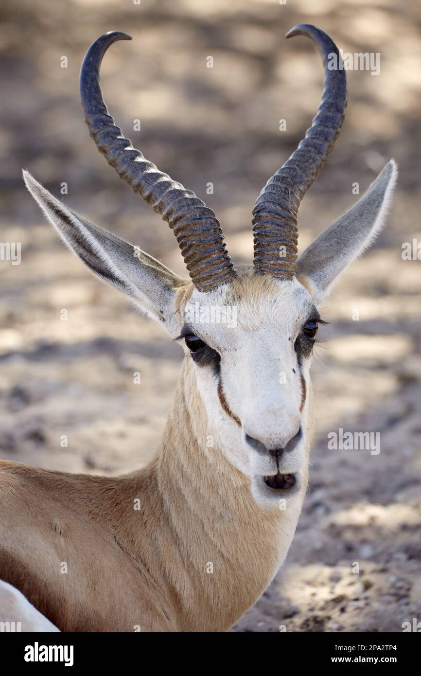 Springbok (Antidorcas marsupialis) adult, close-up of head, Kalahari ...