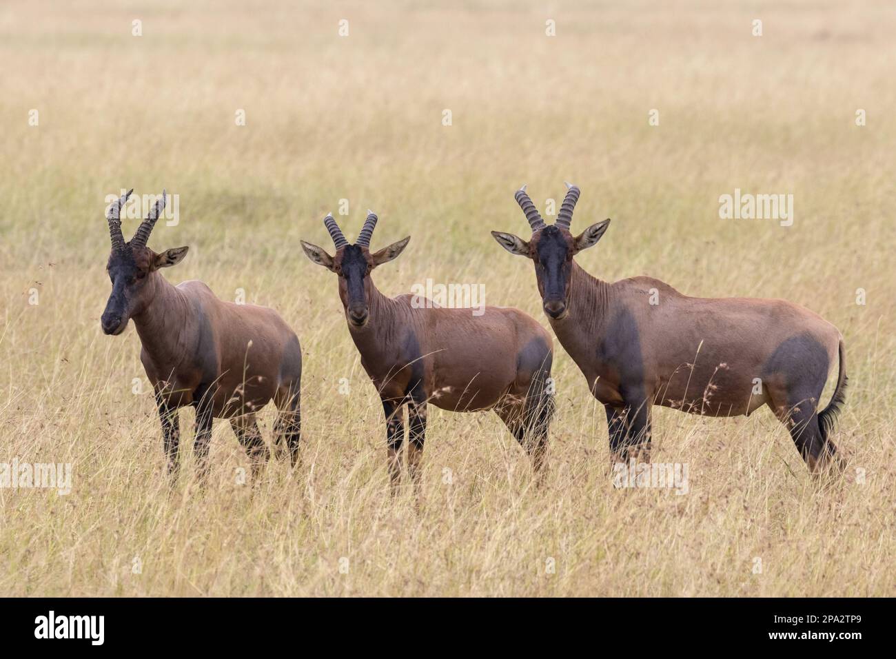 Lyra antelope, lyre antelope, topi, topis, sassabies (Damaliscus ...