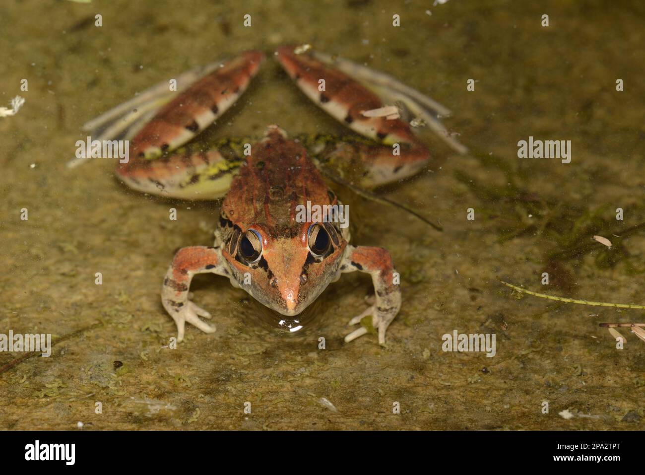 Sharp-nosed rocket frog (Ptychadena oxyrhynchus) adult, in shallow ...