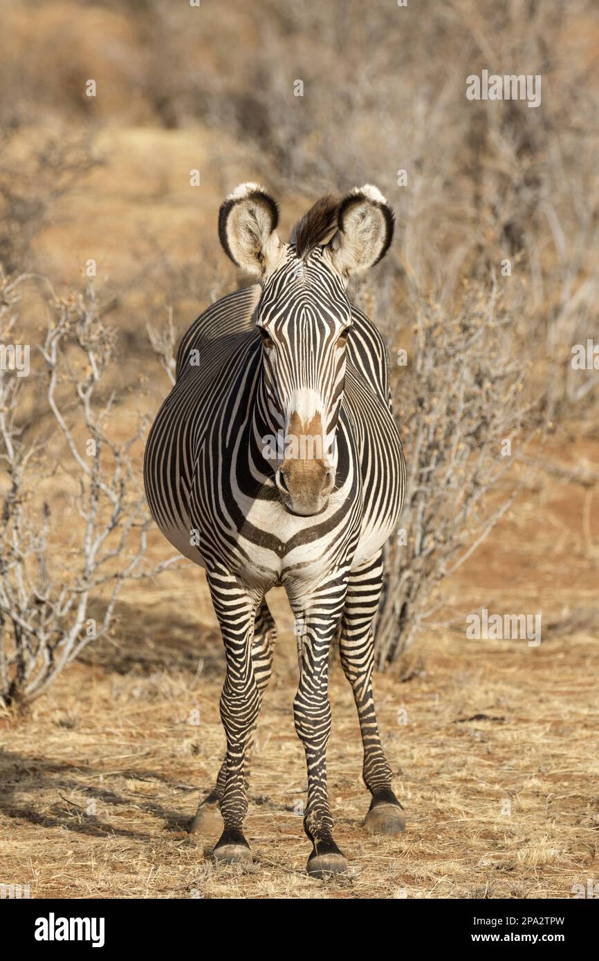 Adult grevy's zebra (Equus grevyi), standing in semi-desert dry ...