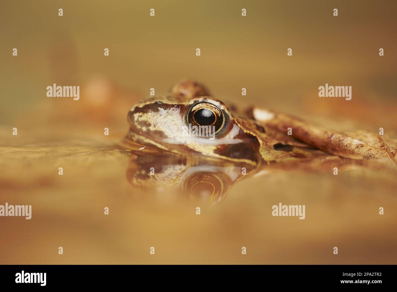 Grass Frog, common frogs (Rana temporaria), Amphibians, Other animals ...
