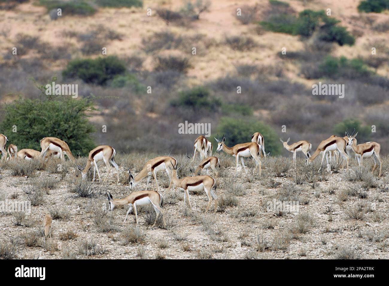 Springbok (Antidorcas marsupialis) herd, grazing in semi-desert habitat ...