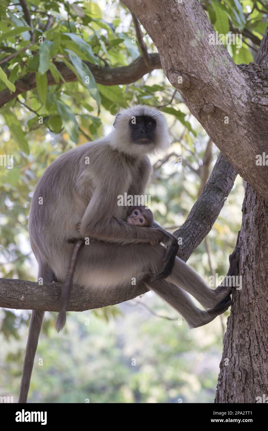 Southern southern plains gray langur (Semnopithecus dussumieri), adult ...