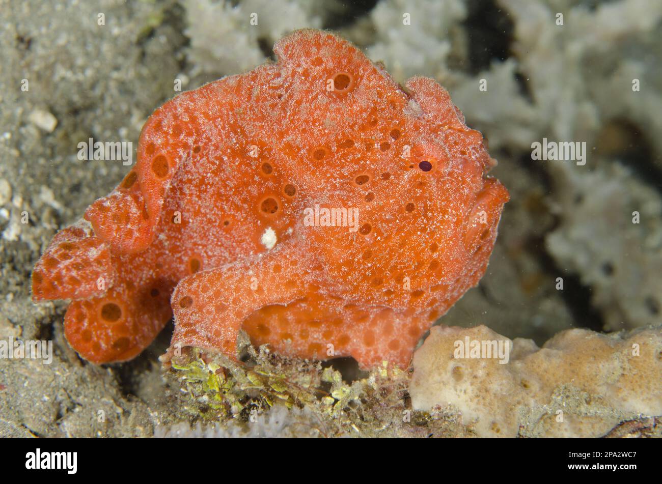 Painted Frogfish (Antennarius pictus) adult, at night, Lembeh Straits ...