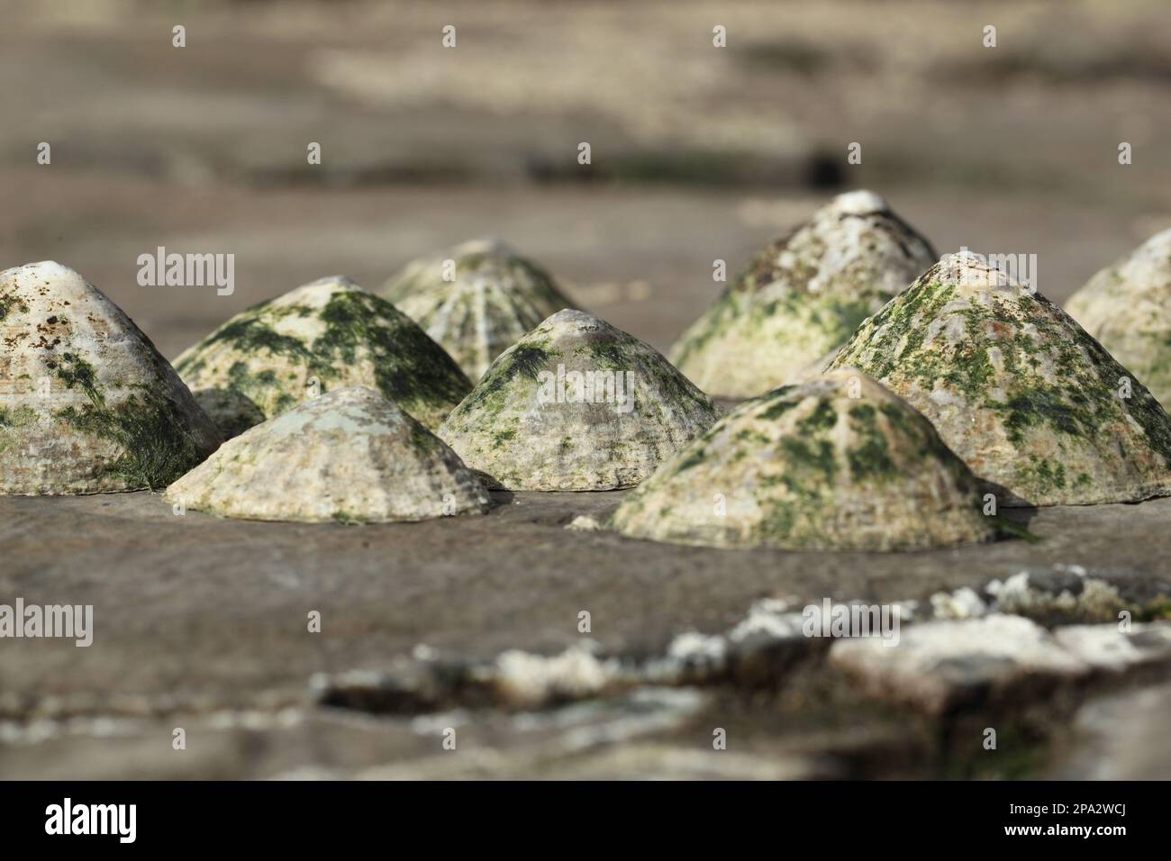 Common limpet (Patella vulgata), Common limpets, Other animals, Snails ...