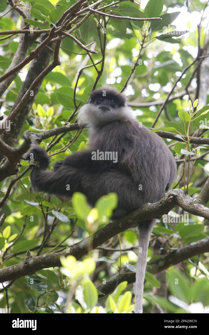 White-bearded langur, white-bearded langurs, endangered species ...