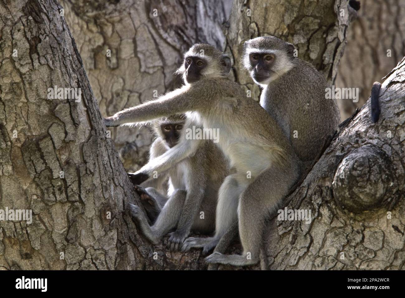 pygerythrus, Southern green monkey, vervet monkeys (Chlorocebus ...