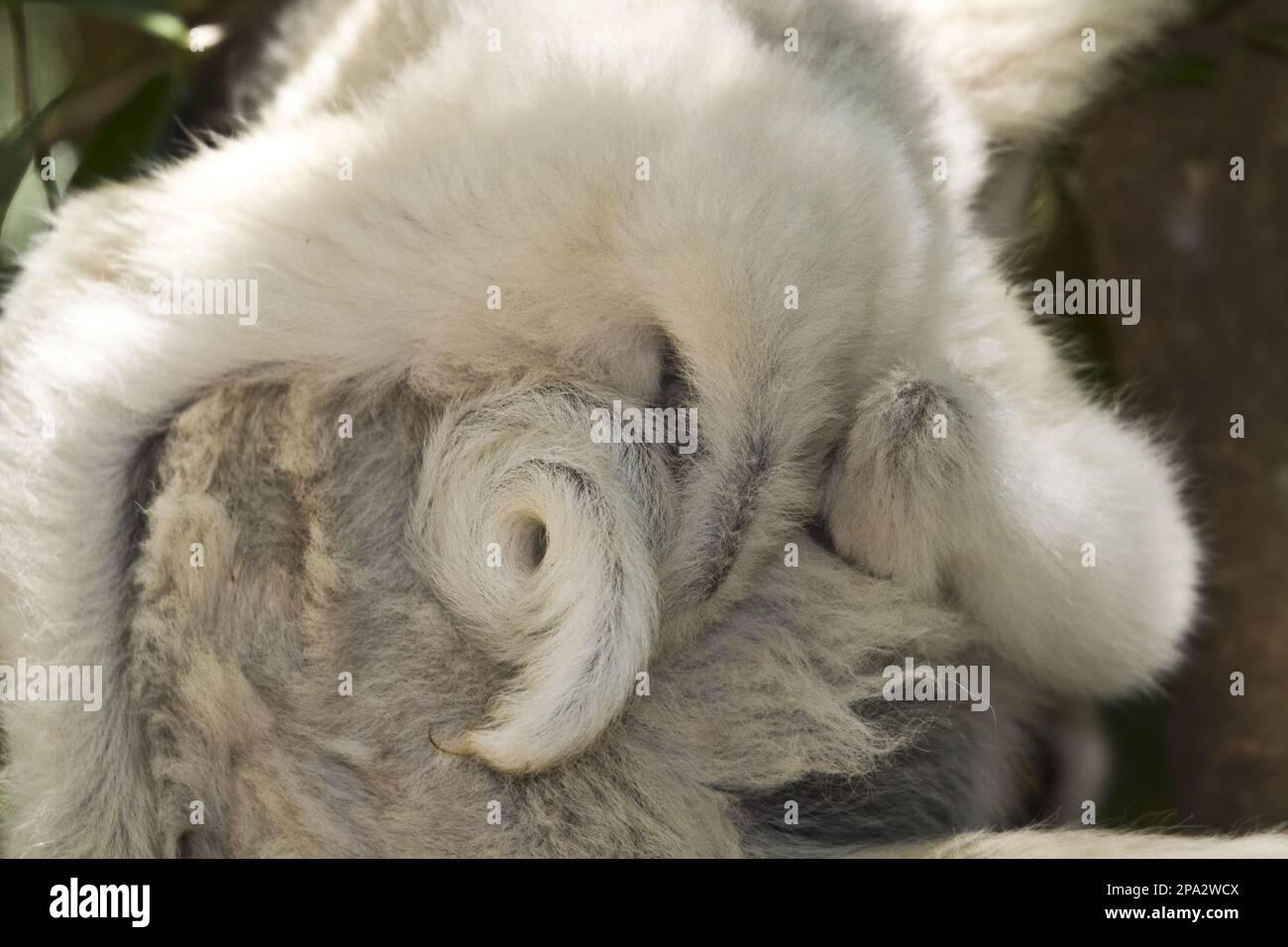 Curled tail of a monkey hi-res stock photography and images - Alamy