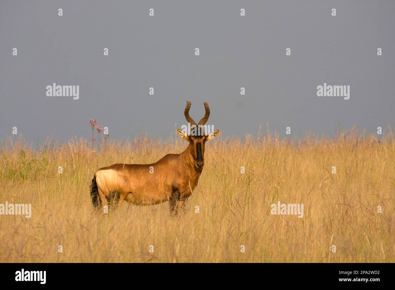 Congoni, hartebeest, Congonis, hartebeest, antelopes, ungulates ...