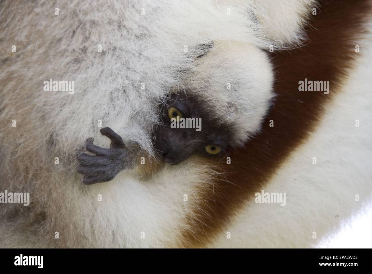 Coquerel baby sifaka peeking out of the mother's fur, Madagascar Stock ...