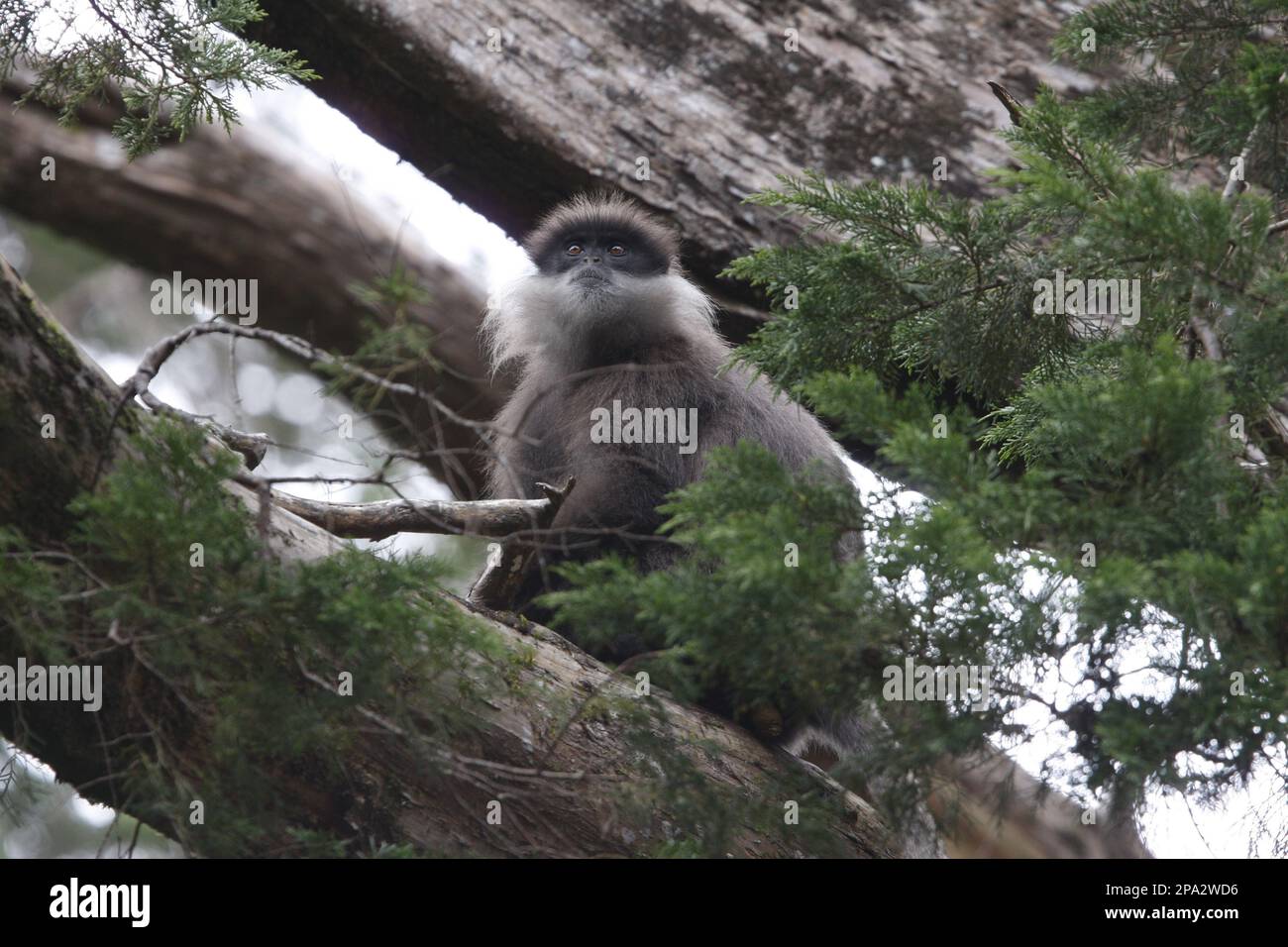 White-bearded langur, white-bearded langurs, endangered species ...