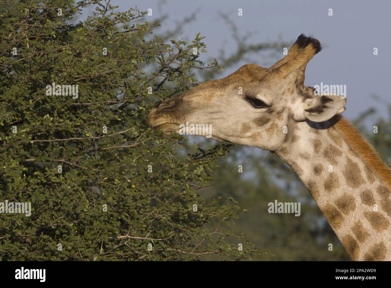 Giraffes, ungulates, even-toed ungulates, mammals, animals, giraffe ...