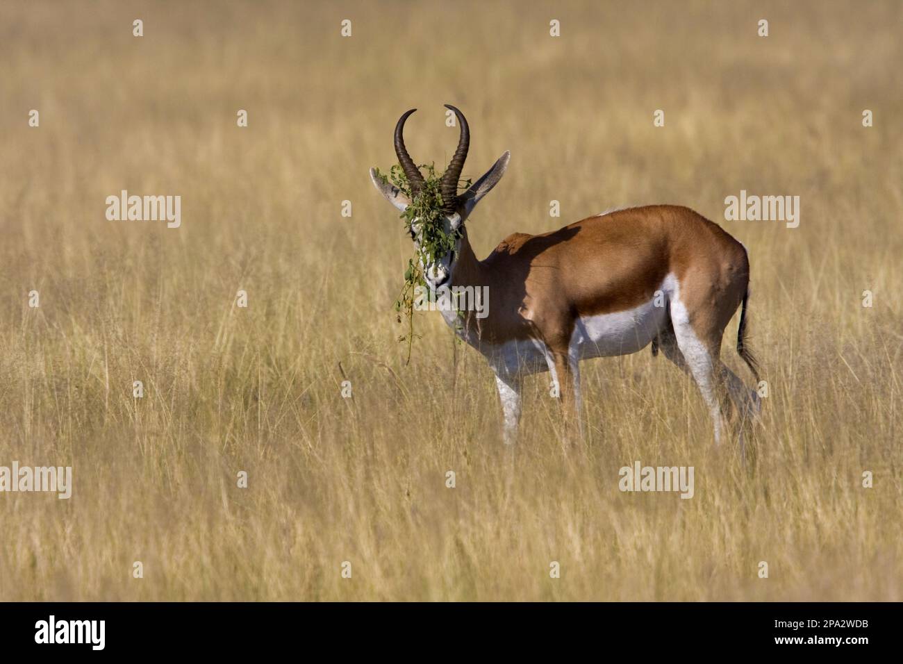 Springbok, springbok, springbok, antelope, ungulates, even-toed ...