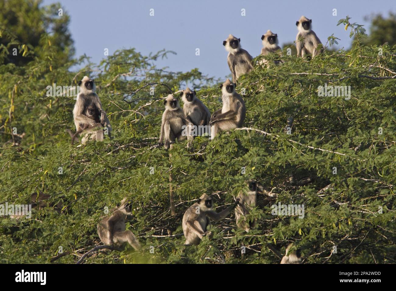 Troop of common langur monkeys, sri lanka Stock Photo - Alamy