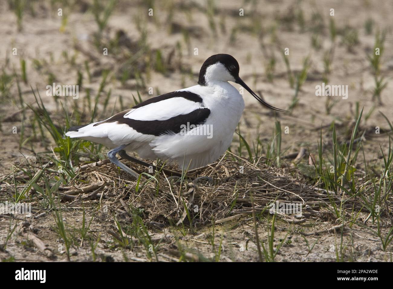 Recurvirostra avocetta, Avocet, Animals, Birds, Waders, Nesting Avocet ...