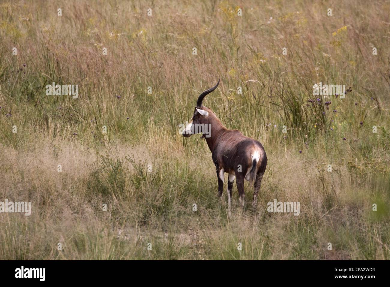 Bontebok, bontebok, antelopes, ungulates (cloven-hoofed animals ...