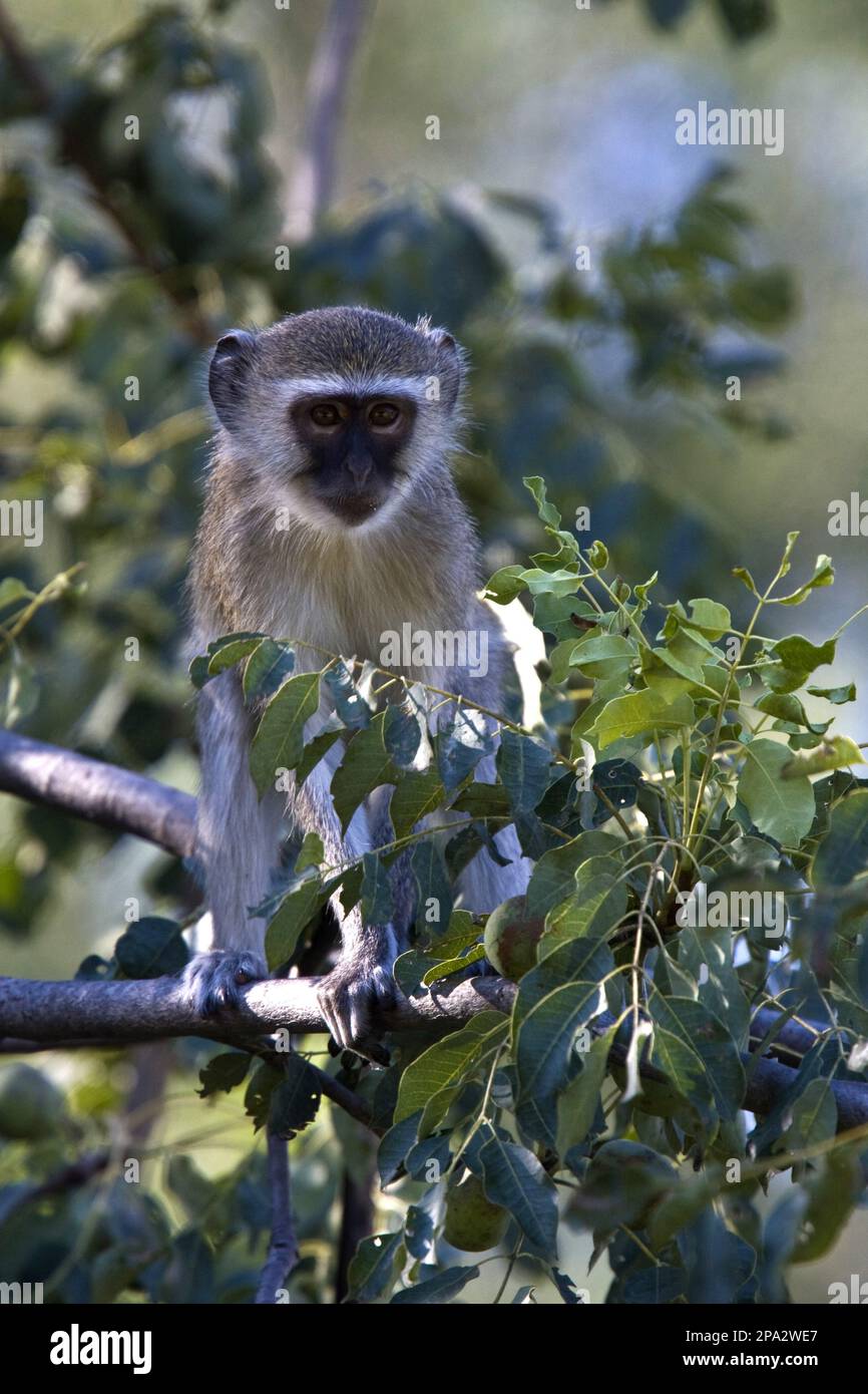 pygerythrus, southern green monkey, vervet monkeys (Chlorocebus ...