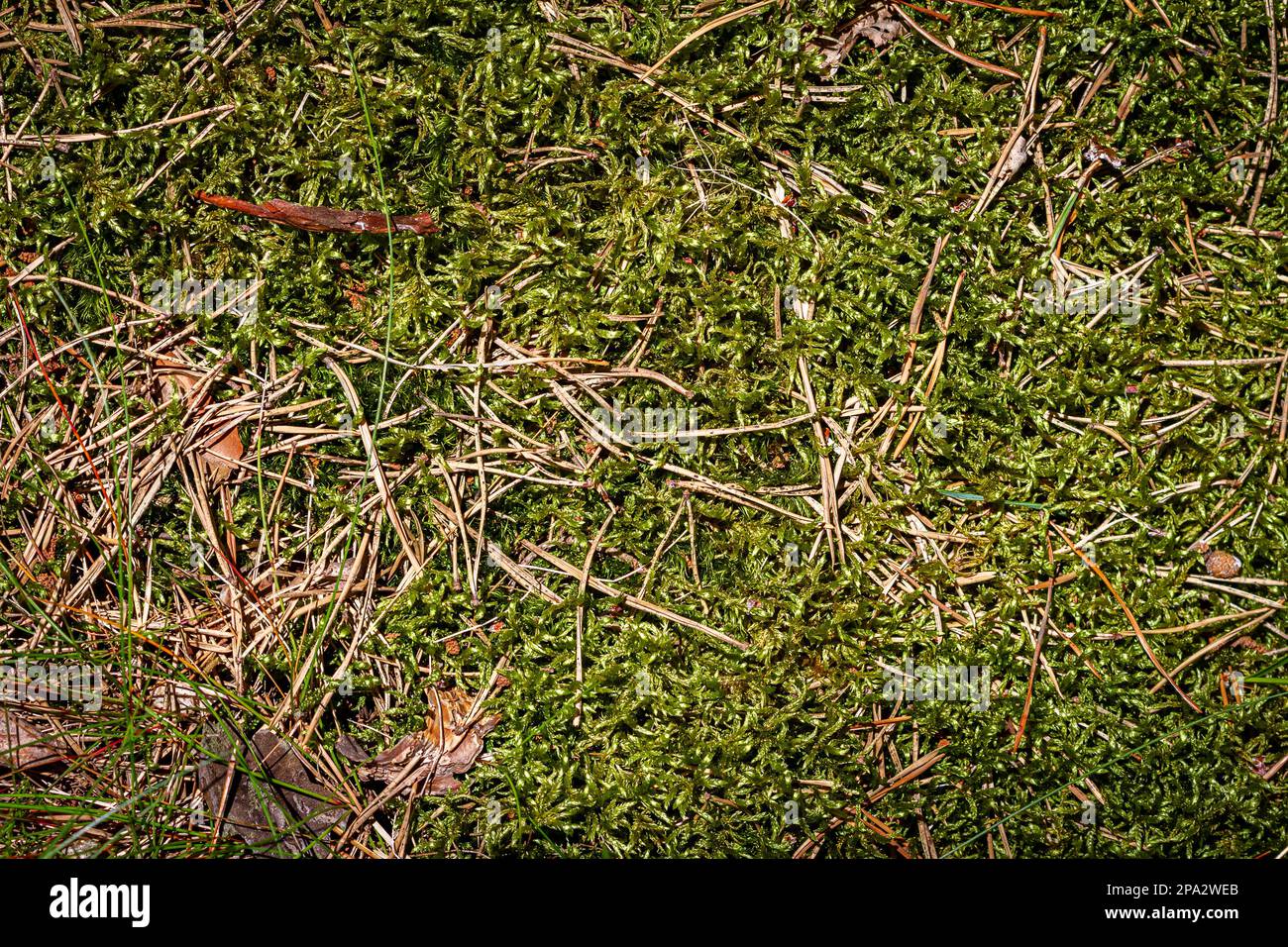 Natural old forest ground with some leaves, needles and moss . Forest ...