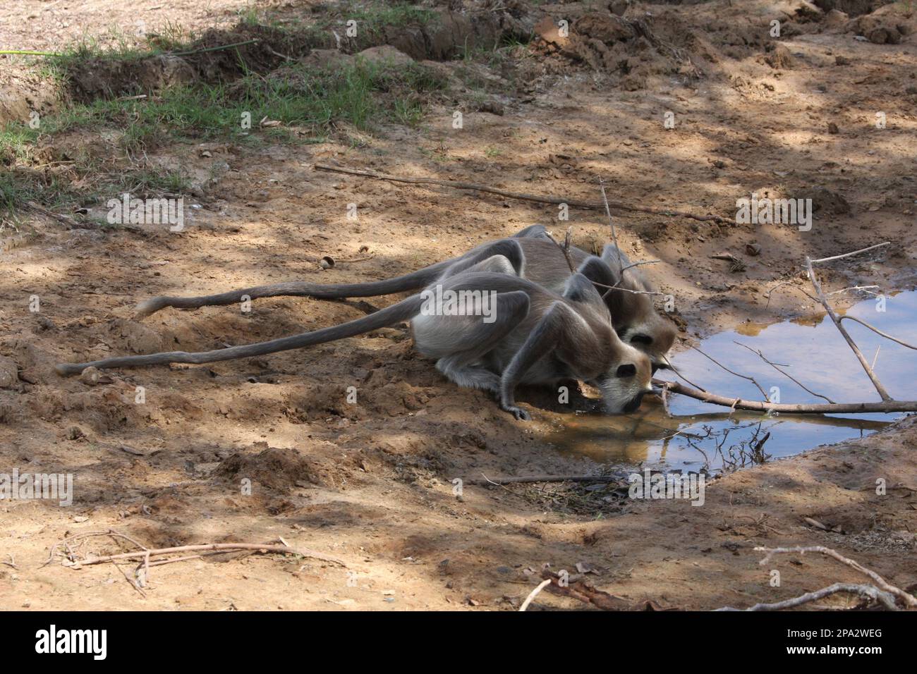 The drinking of two common langur monkeys Stock Photo - Alamy