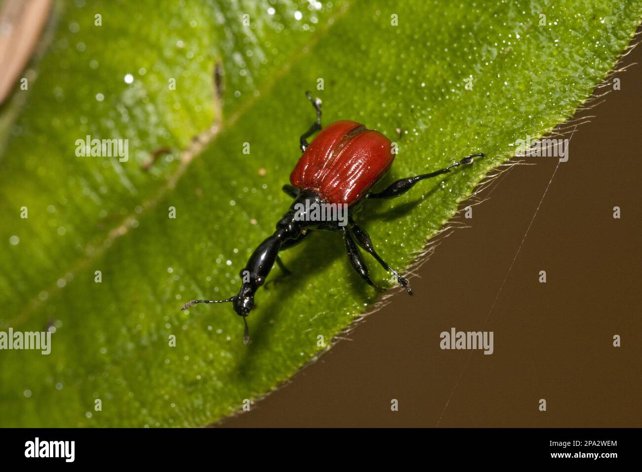 Giraffe weevil (Trachelophorus giraffa), Other animals, Insects ...