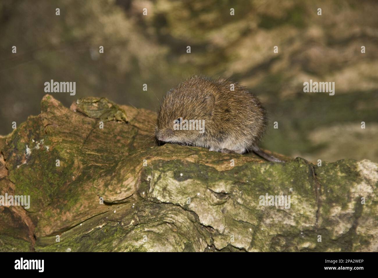 Wood vole, bank voles (Clethrionomys glareolus) red vole, red vole ...