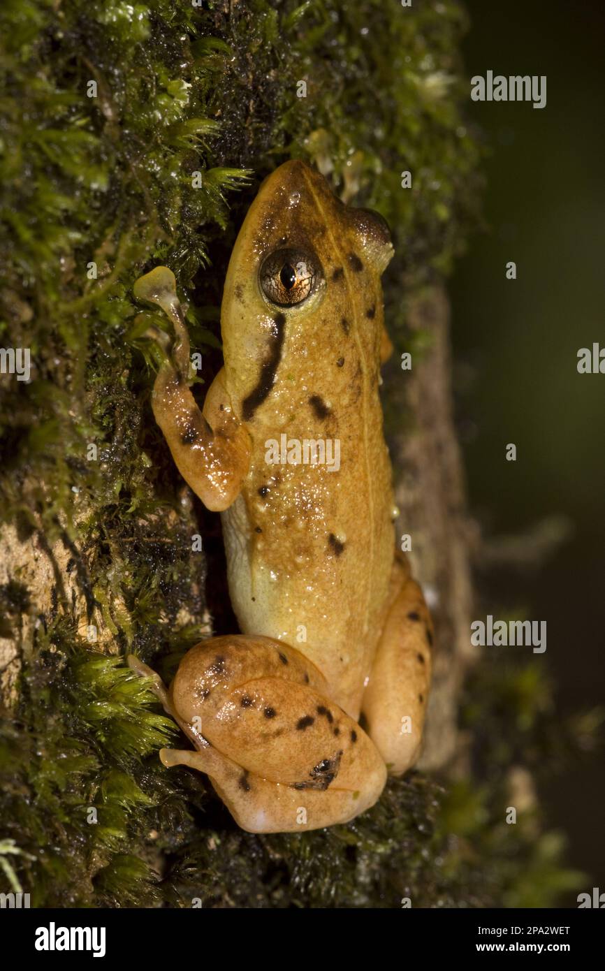 Engmaul frog, Engmaul frogs Engmaul frogs, Amphibians, Other animals ...