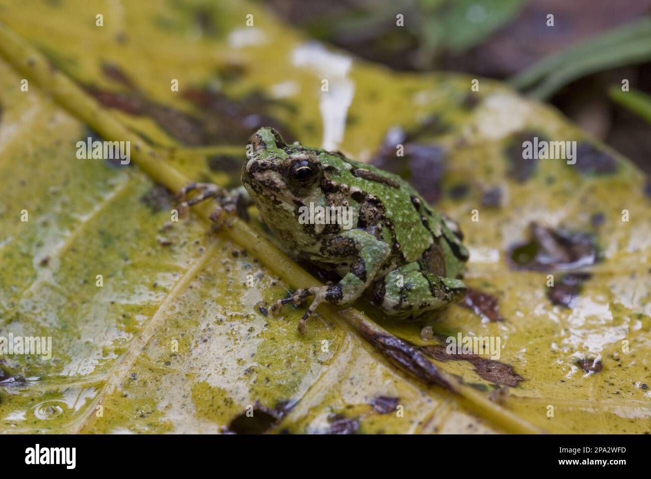 Burrowing frog hi-res stock photography and images - Alamy