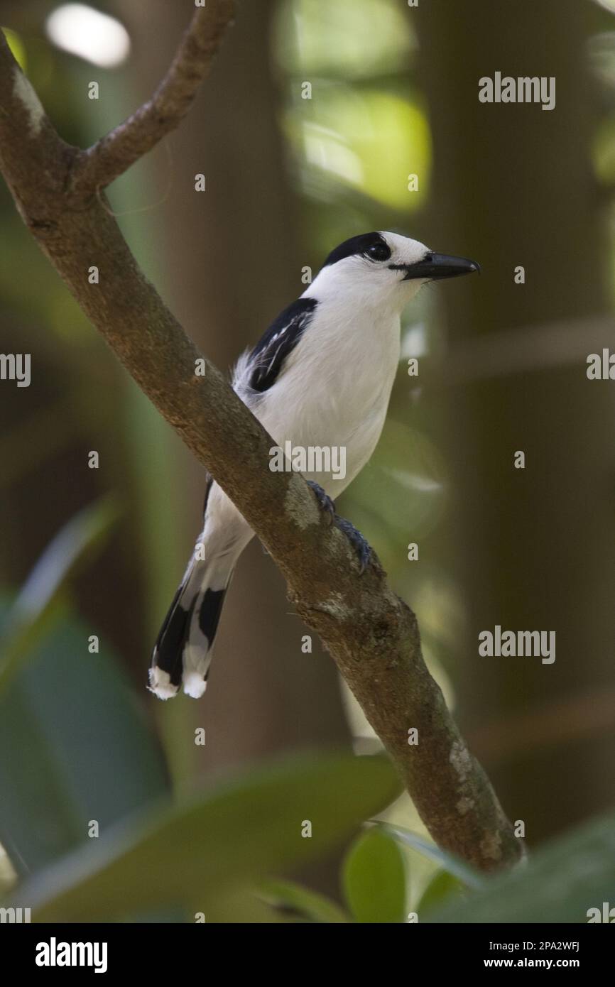 Hook-billed vanga, Hook-billed vangas, Songbirds, Animals, Birds, Hook ...
