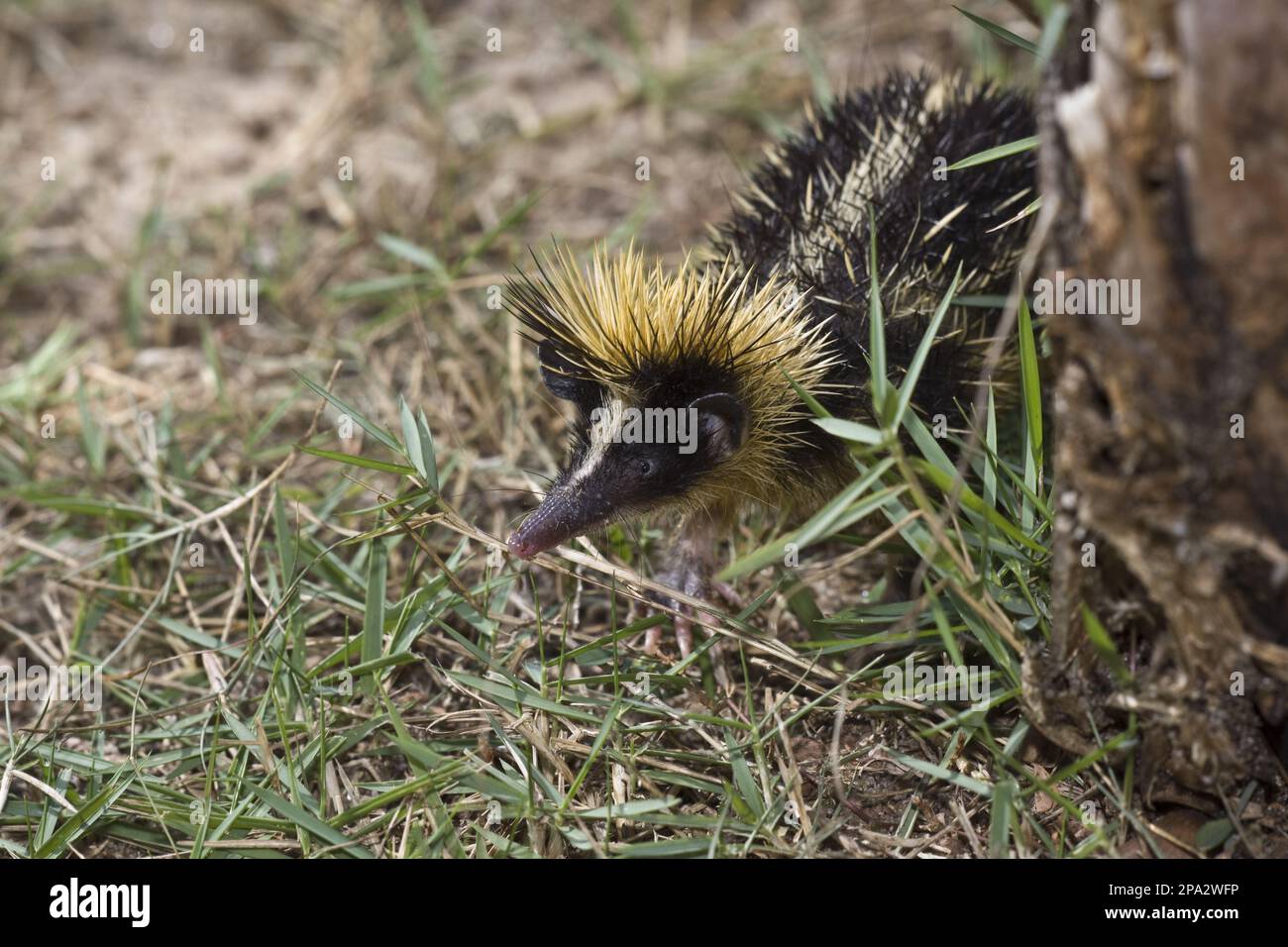 Striated Tanrec, Striated Duck, Striated Duck, Striated Duck ...