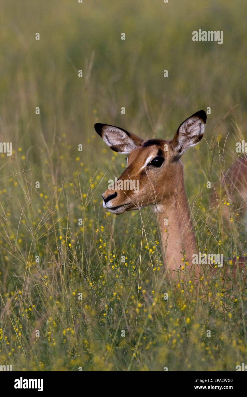 Impala, black heeled antelope, impalas, black heeled antelopes ...