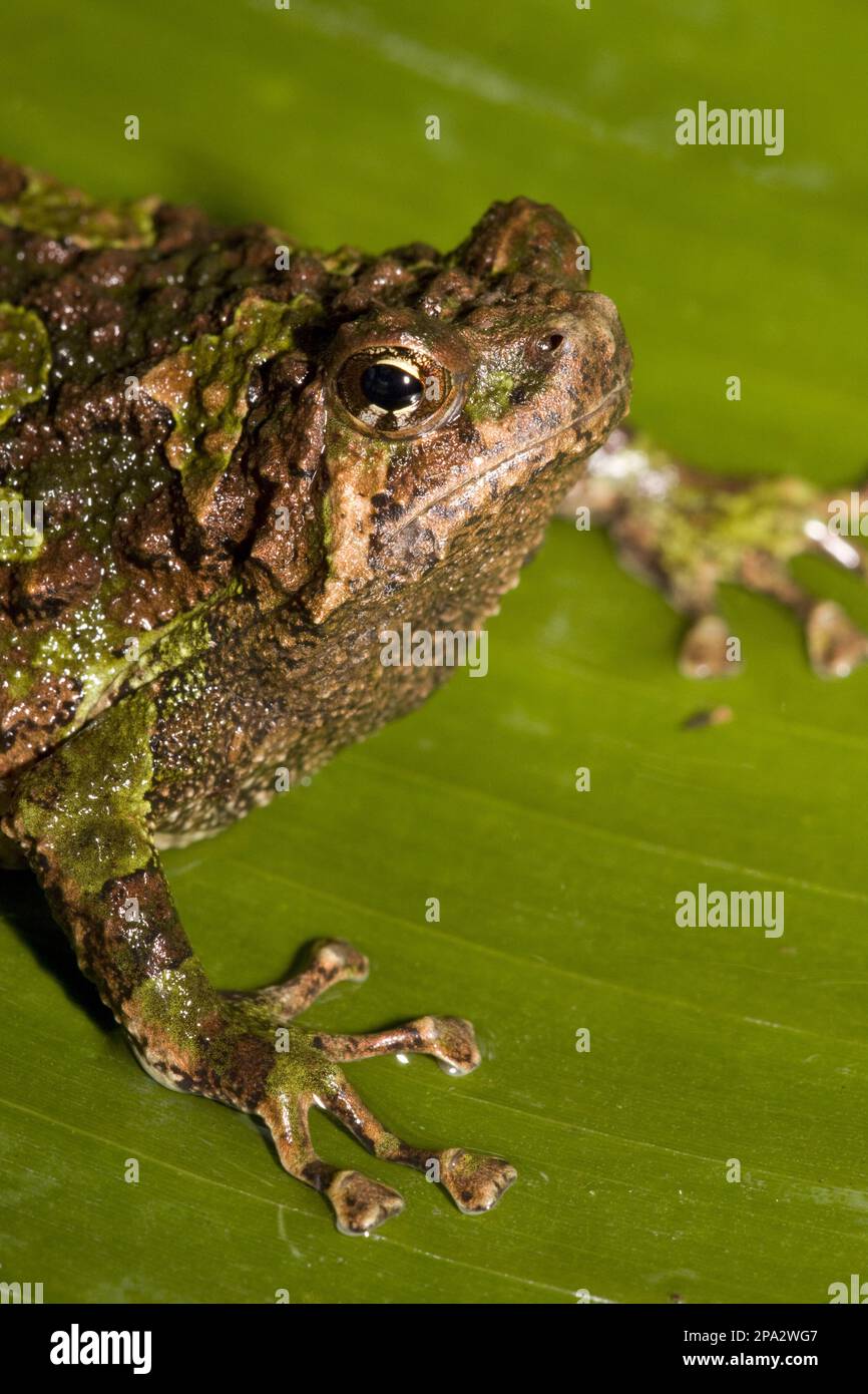 Burrowing frog hi-res stock photography and images - Alamy